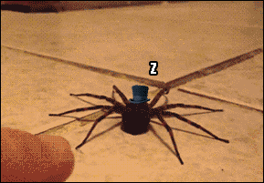 Spider GIF - Find & Share on GIPHY