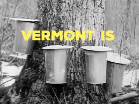 Maple Syrup Uvm GIF by University of Vermont - Find & Share on GIPHY