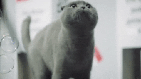 Cat Eyes GIF by bett1 - Find & Share on GIPHY