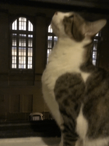 Not Looking At You Cat GIF - Find & Share on GIPHY