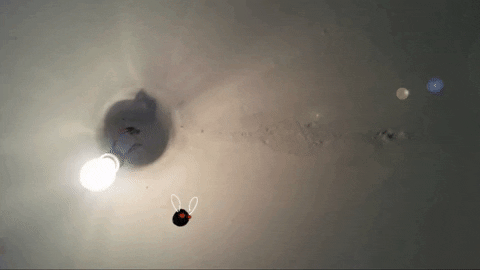 Animation Fly GIF by Andy Prisney - Find & Share on GIPHY