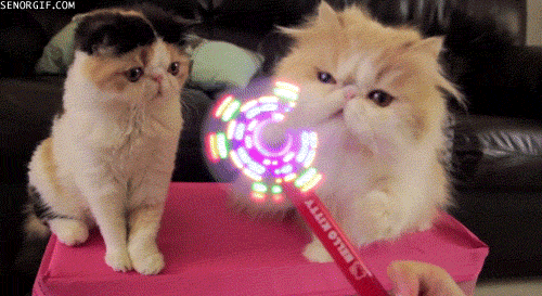 Cat Fan GIF by Cheezburger - Find & Share on GIPHY