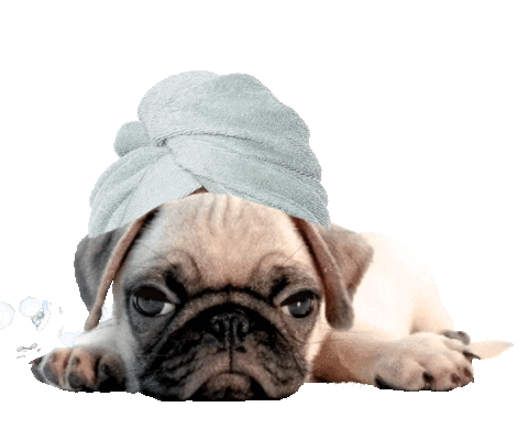 Wet Dog Sticker by The OUAI for iOS & Android | GIPHY