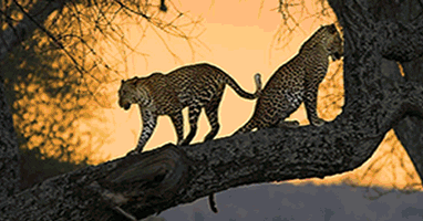 Tanzania Safari GIFs - Find & Share on GIPHY