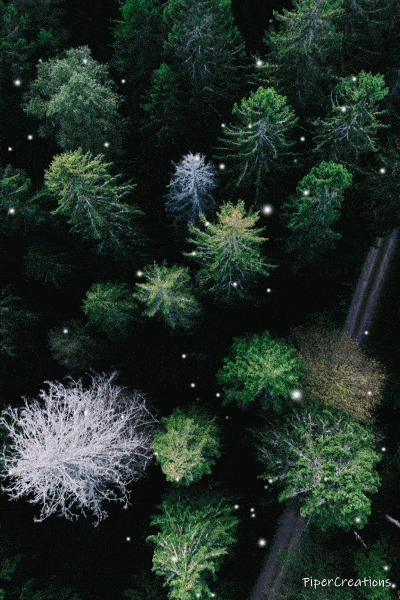 Pipercreations Pinetrees Nature Aerialview Snow Cold Winter Scenery GIF ...