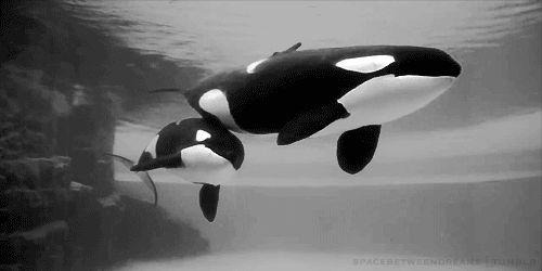 Orca GIF - Find & Share on GIPHY