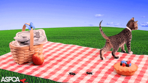 Peace Out Cat GIF by ASPCA - Find & Share on GIPHY