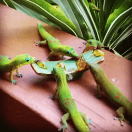 Gecko GIFs - Find & Share on GIPHY
