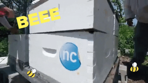 Bee Beekeeping GIF by Niagara College - Find & Share on GIPHY