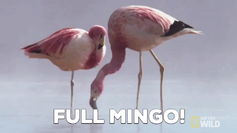 Flamingo GIF - Find & Share on GIPHY