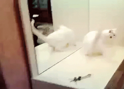Cat Rage GIF by Cheezburger - Find & Share on GIPHY