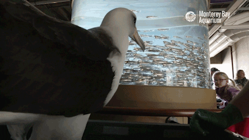 Jessica Brown Findlay Albatross Gif