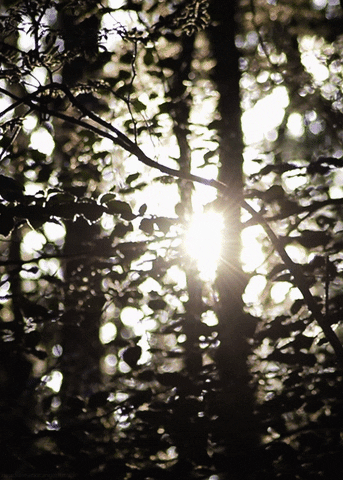 Sun Sunset GIF by Head Like an Orange - Find & Share on GIPHY