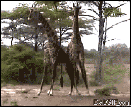 Giraffe GIF - Find & Share on GIPHY