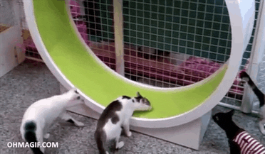 Cat GIF - Find & Share on GIPHY