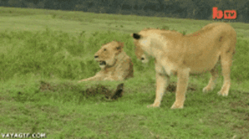 Mongoose GIF - Find & Share on GIPHY