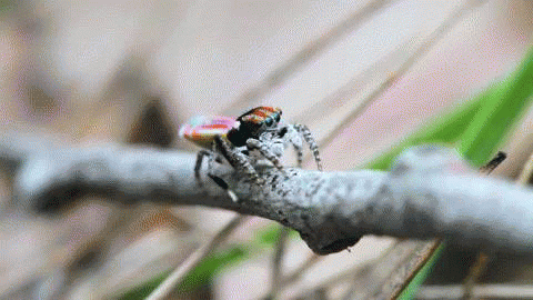 Jumping Spider Gif