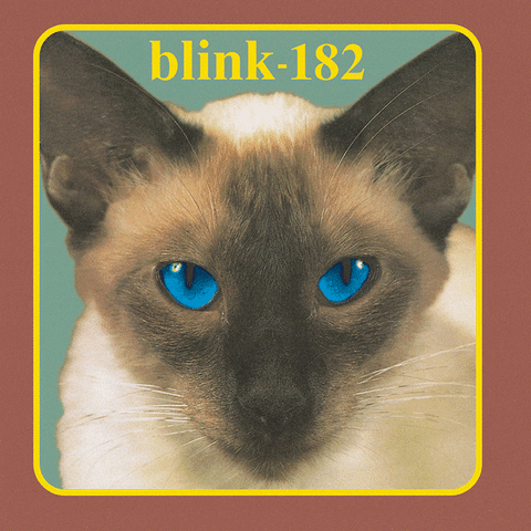 Blinking Cat GIFs - Find & Share on GIPHY