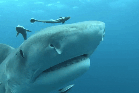 Teeth No GIF by Shark Week - Find & Share on GIPHY