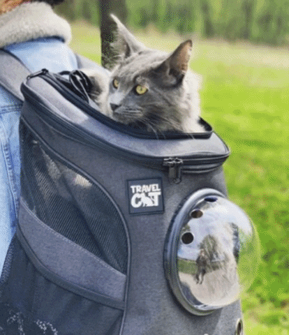 GIF by Your Cat Backpack Travel Cat - Find & Share on GIPHY