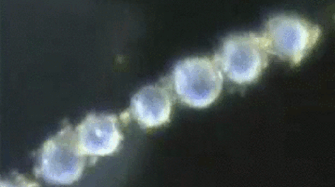 Cells GIF - Find & Share on GIPHY