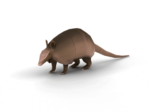 Armadillo GIF - Find & Share on GIPHY