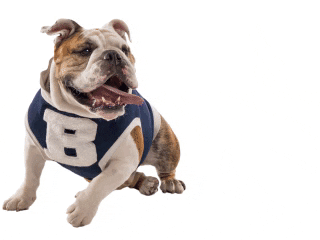 Butler Bulldogs Dog GIF by Butler University - Find & Share on GIPHY