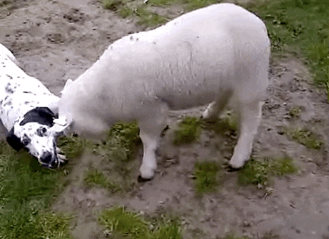 Spring Lamb Graphics Gif Animated