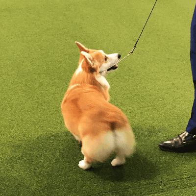 Dog GIF by Westminster Kennel Club - Find & Share on GIPHY
