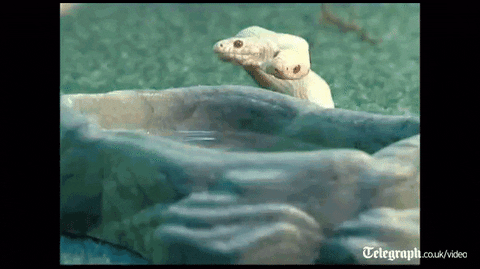 Green screen snake gifs - jokerie