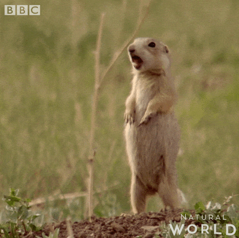 Natural World Hello GIF by BBC Earth - Find & Share on GIPHY