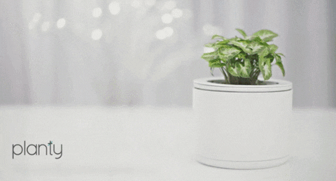 Pot GIF - Find & Share on GIPHY