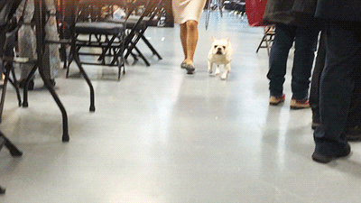 Dog GIF by Westminster Kennel Club - Find & Share on GIPHY