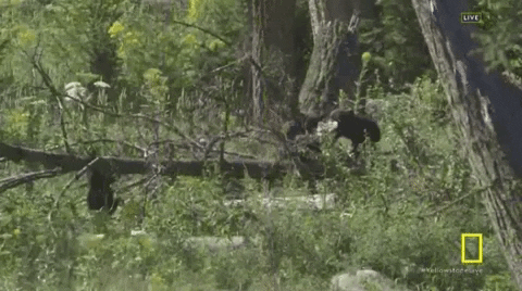 Yellowstone GIF by National Geographic Channel - Find & Share on GIPHY