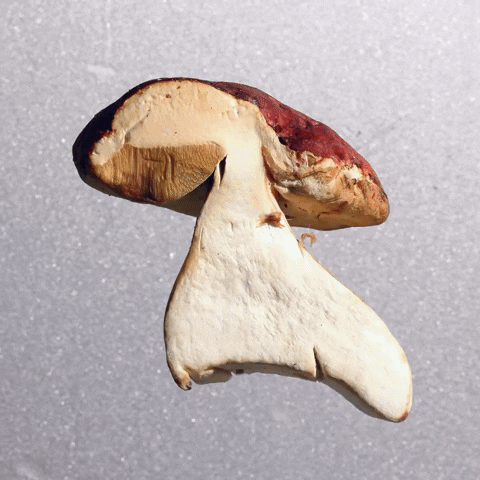 Mushroom Boletus GIF by biancakennedy - Find & Share on GIPHY