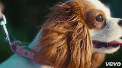 J Cole Dogs GIF by Vevo - Find & Share on GIPHY