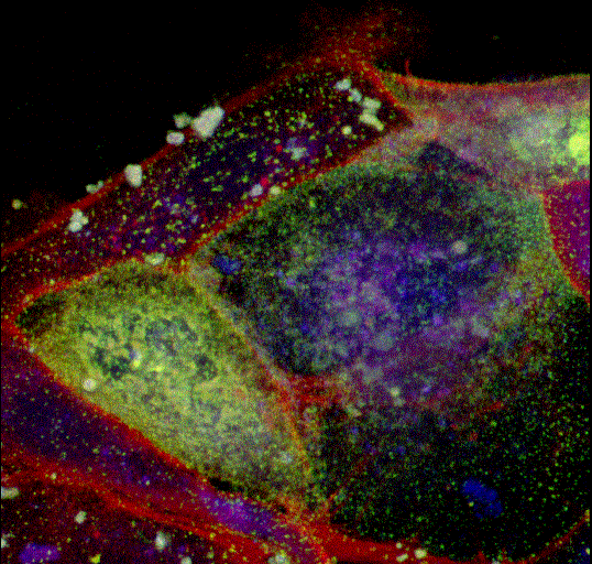 Microscopy GIF - Find & Share on GIPHY