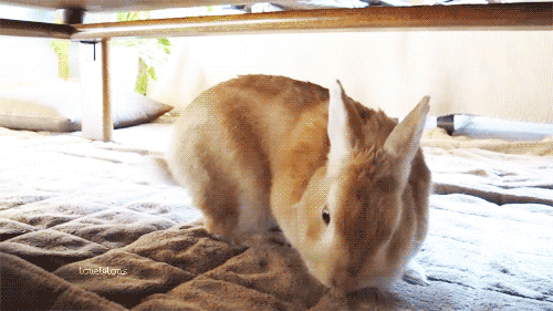 Bunnies GIF - Find & Share on GIPHY