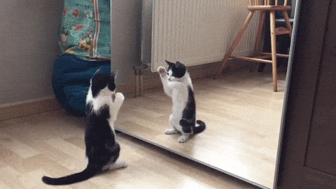Kitten Reflection GIF - Find & Share on GIPHY