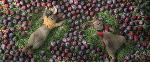 Peter Rabbit GIF - Find & Share on GIPHY