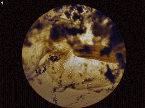 Microscope GIF - Find & Share on GIPHY