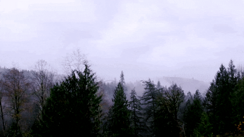 Earth Trees GIF by Fuse - Find & Share on GIPHY