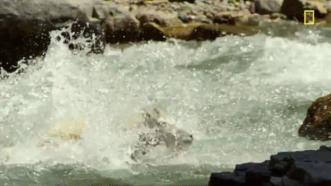 Mountain Goat GIFs - Get the best GIF on GIPHY