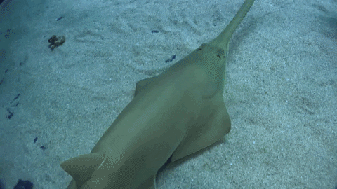 Sawfish GIF by Georgia Aquarium - Find & Share on GIPHY