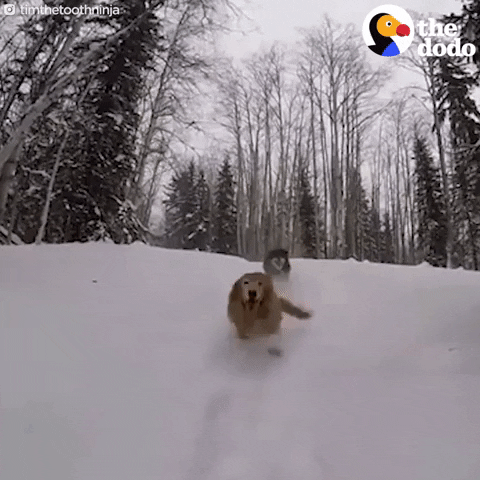 Dogs GIF by The Dodo - Find & Share on GIPHY