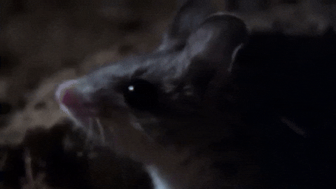 National Geographic Howling Mouse GIF by Nat Geo Wild - Find & Share on ...
