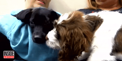 Best Friends Love GIF by Inside Edition - Find & Share on GIPHY