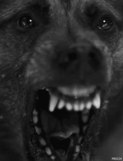 Domestic Dog Horror GIF - Find & Share on GIPHY