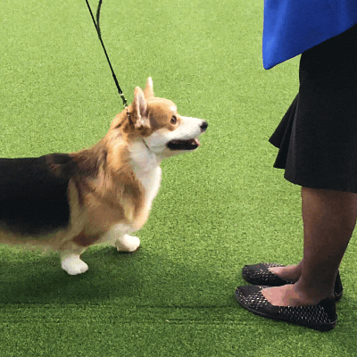 Dog GIF by Westminster Kennel Club - Find & Share on GIPHY