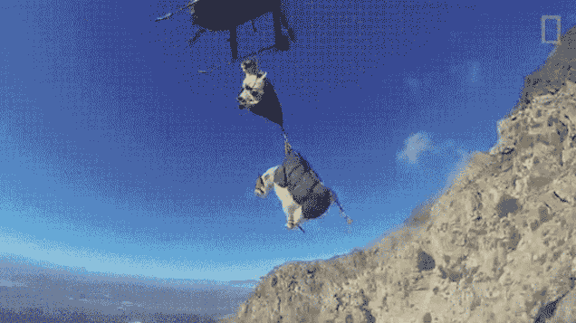 Goat GIF - Find & Share on GIPHY